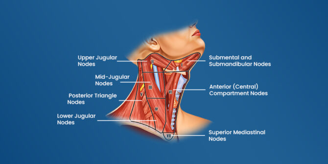 7 Levels of Lymph Nodes in Neck: Cervical Lymph Nodes Guide