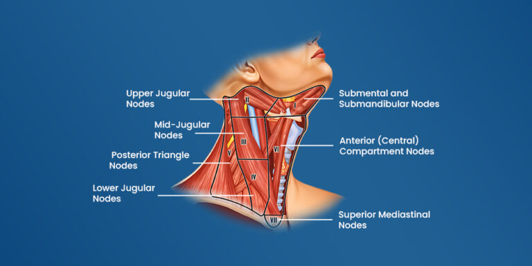 7 Levels of Lymph Nodes in Neck: Cervical Lymph Nodes Guide